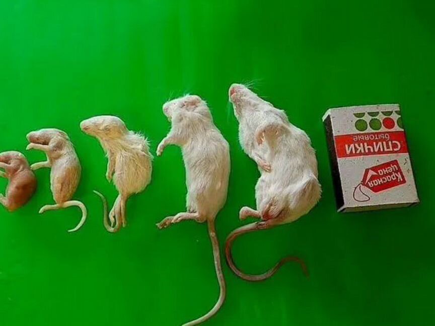 Замороженные кормовые мыши