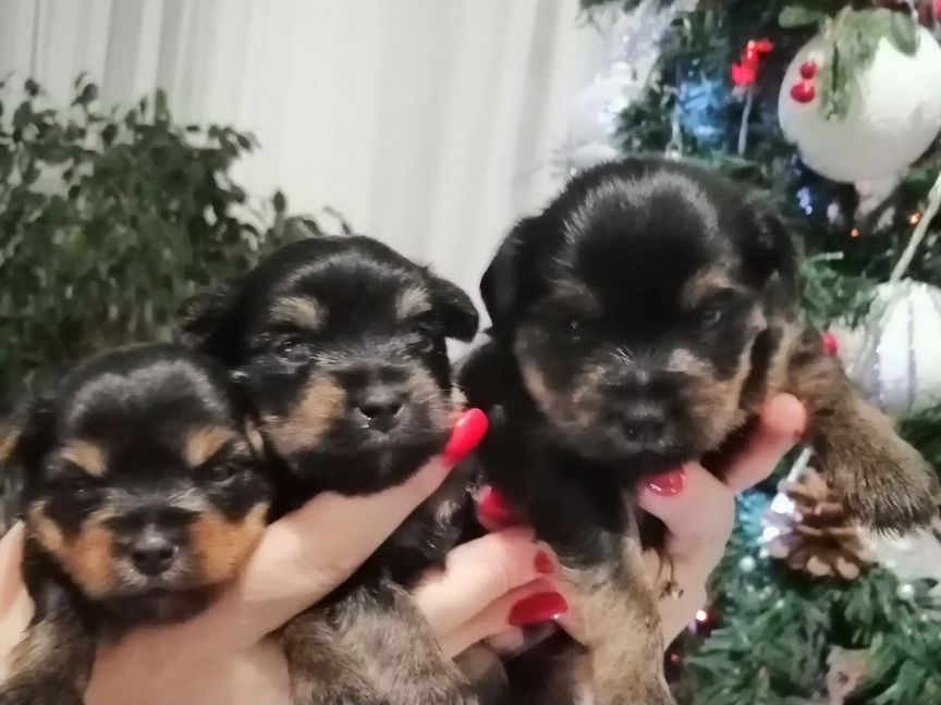 Маленькая собака