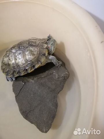 Отдам бесплатно