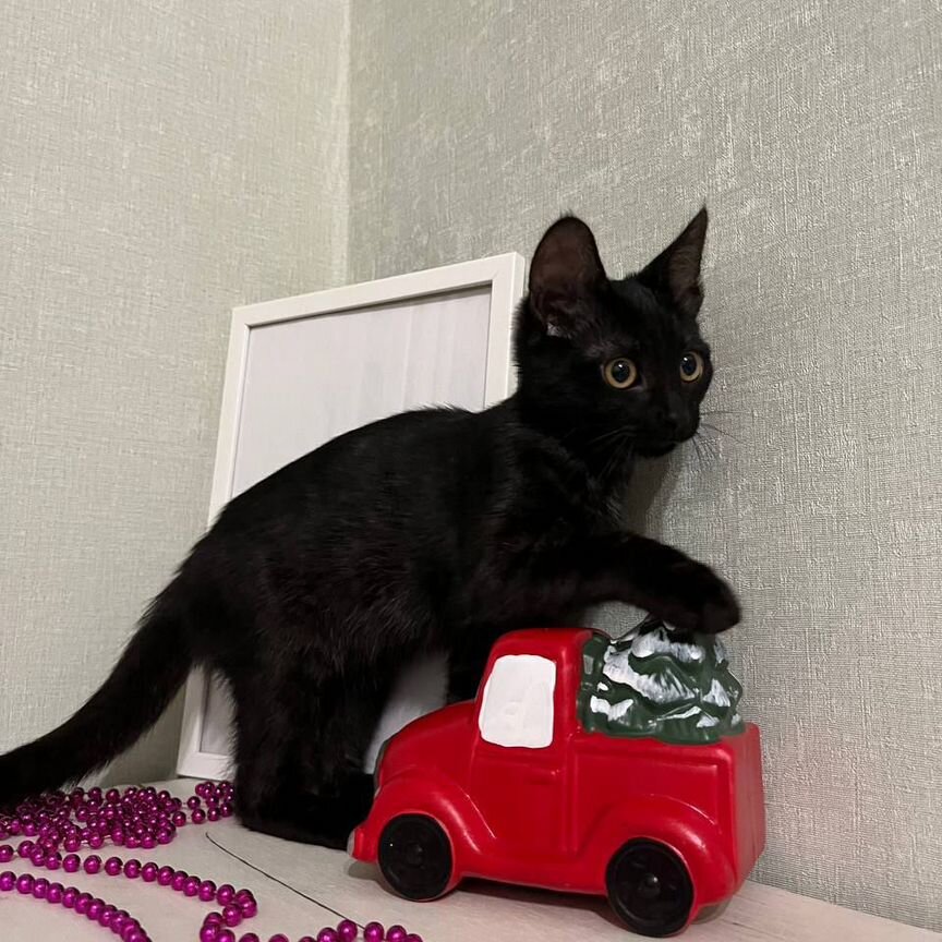 Котёнок черный Коржик в добрые руки