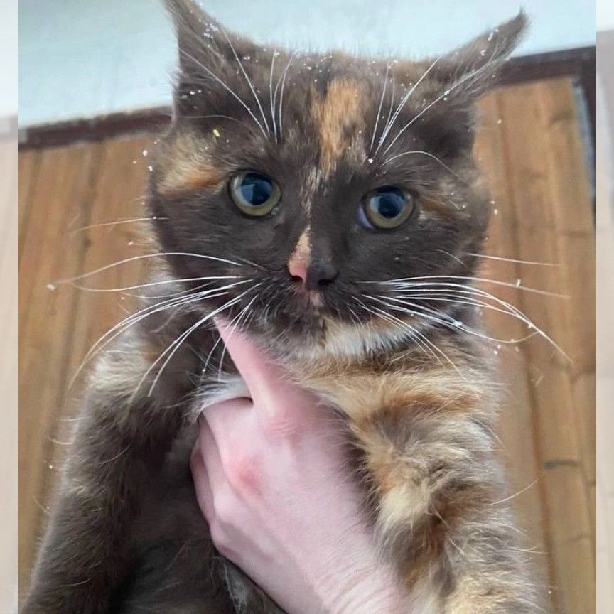 Котята на улице