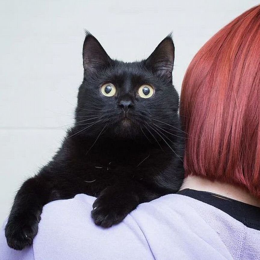 Очаровательный черный котик в поисках дома