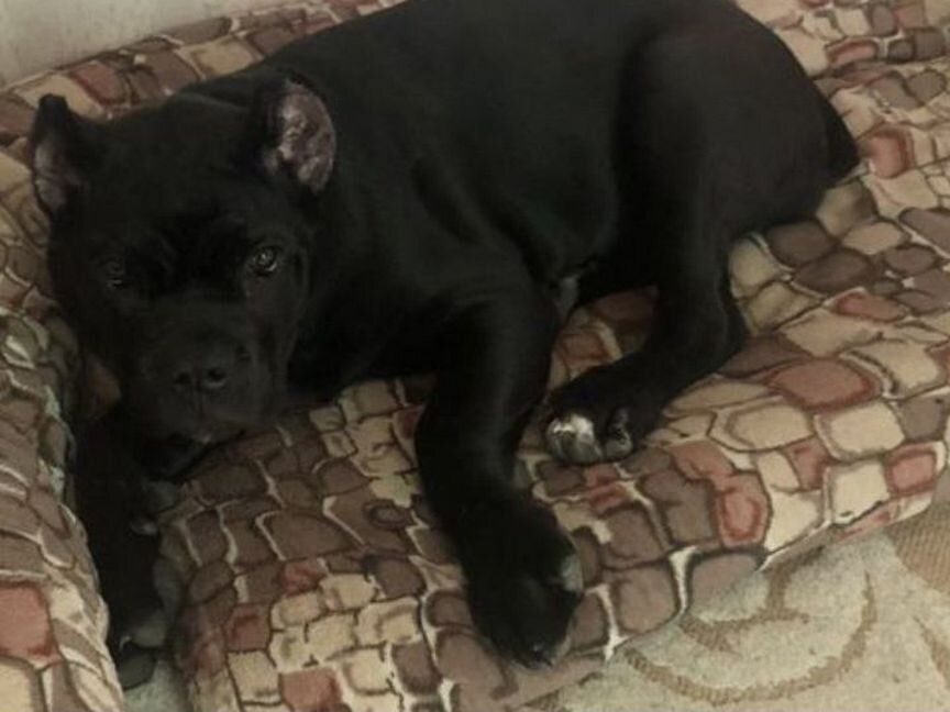 Отдам щенка в добрые руки Кане Корсо