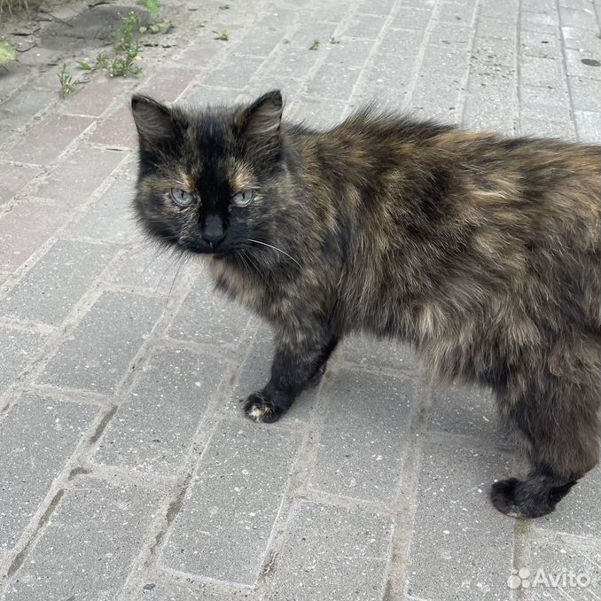 Трехцветная кошечка ищет дом