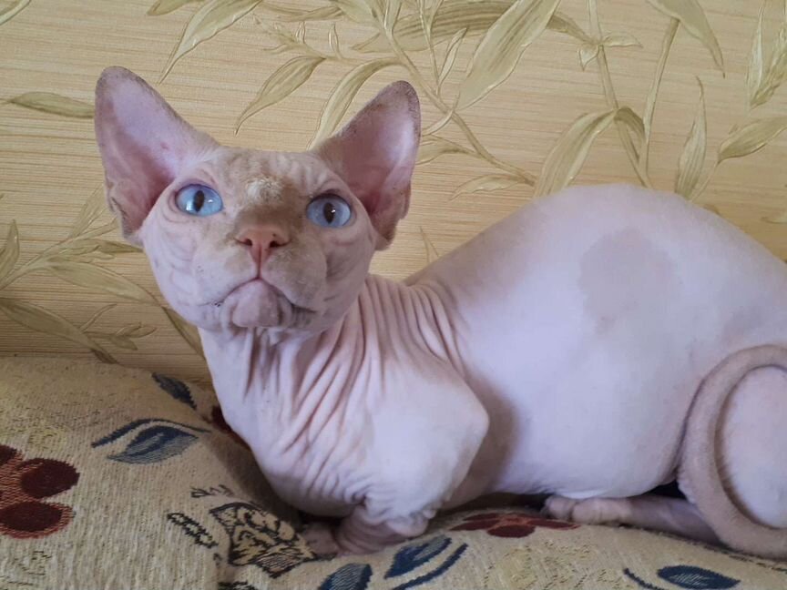 Сфинксы канадский и донской