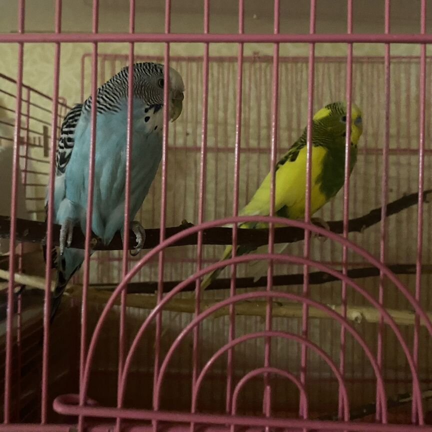 Волнистые попугаи с клеткой
