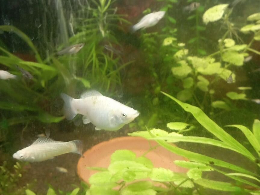 Муллинезии снежинка