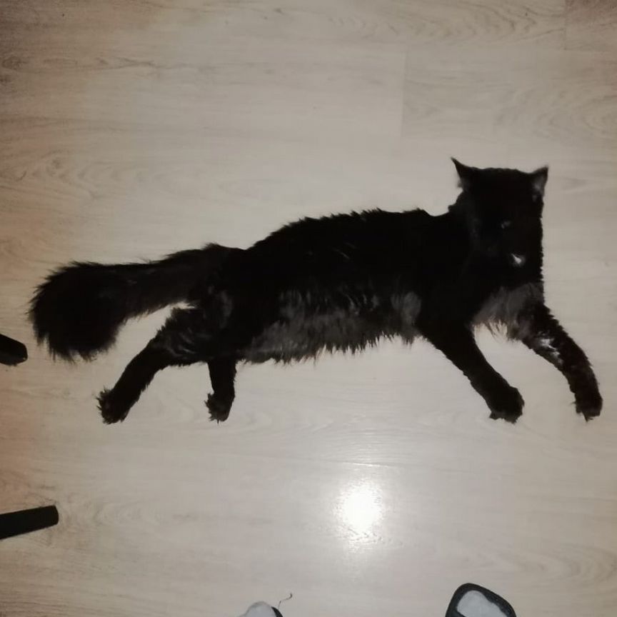 Мейн-кун, взрослый кот