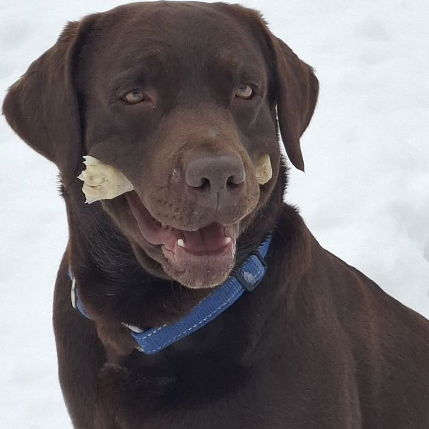 Лабрадор-ретривер, взрослый пёс