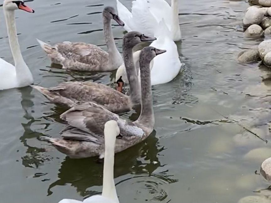 Лебеди,птенцы 7-8 месяцев