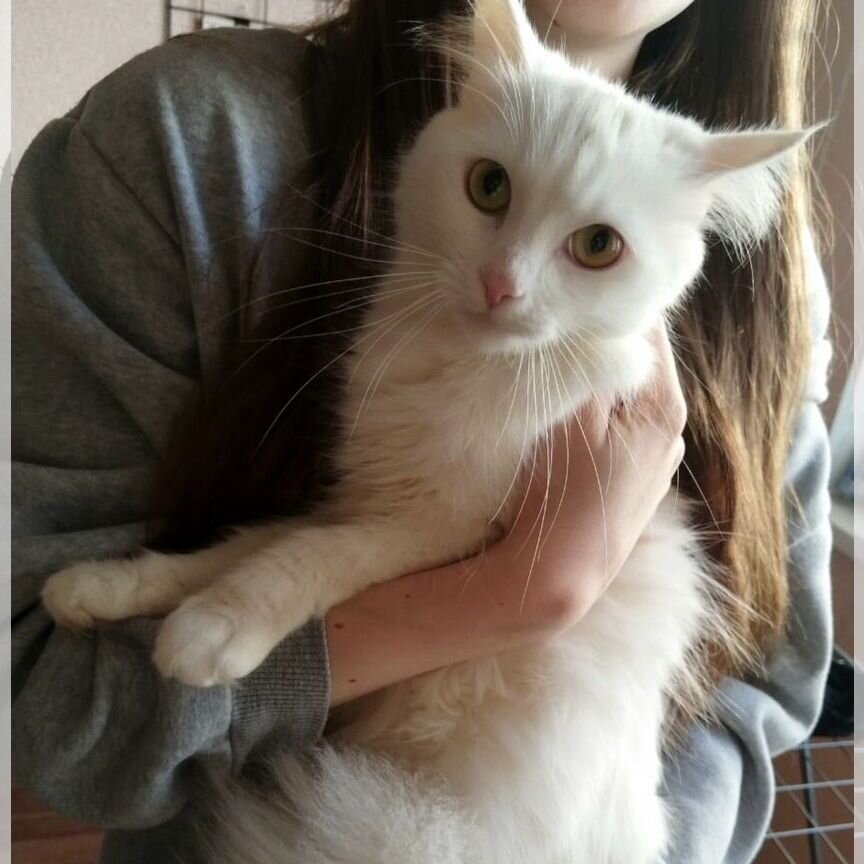 Отдам кошечек в добрые руки