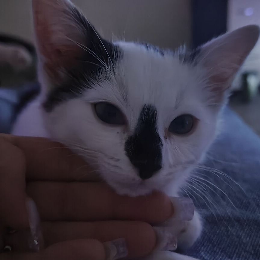 Отдам кошку в добрые руки бесплатно