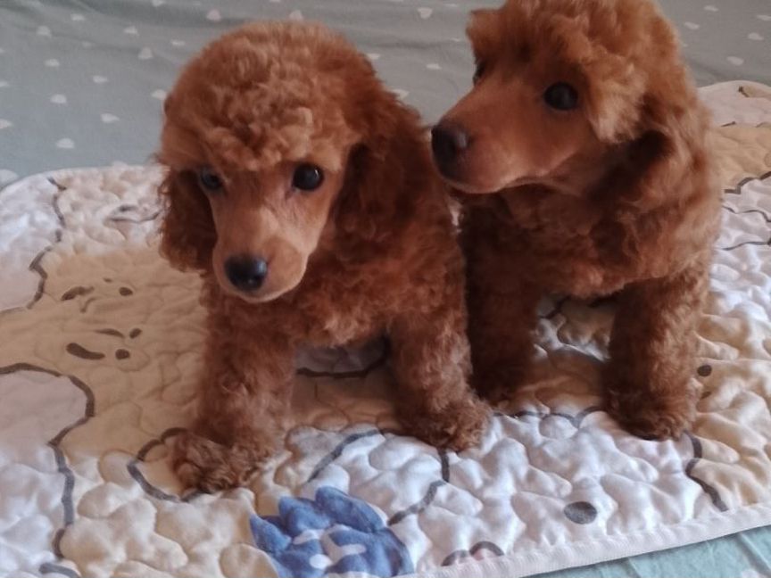 Щенки той пуделя мальчики