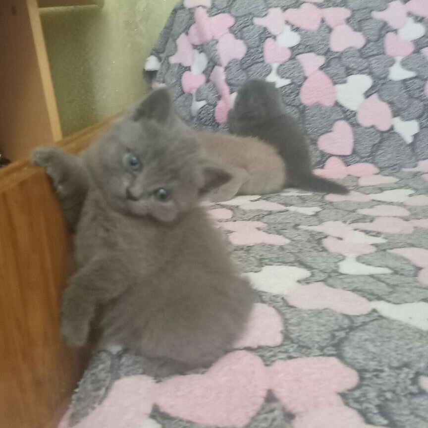 Чистокровные шотландские котята