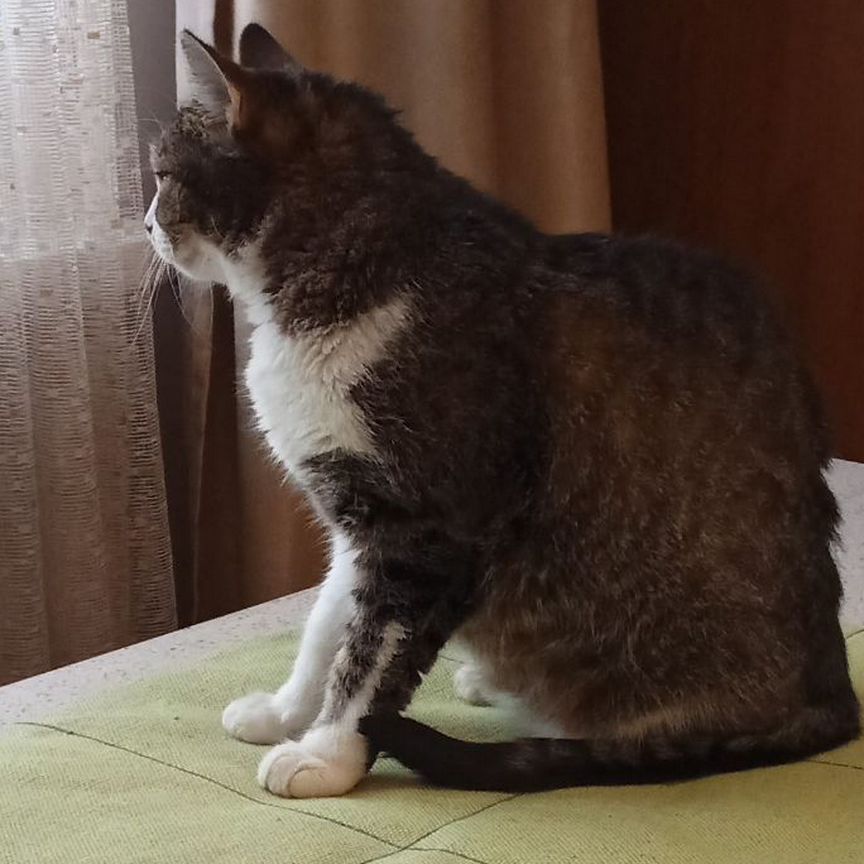 Лежак для кошек и собак