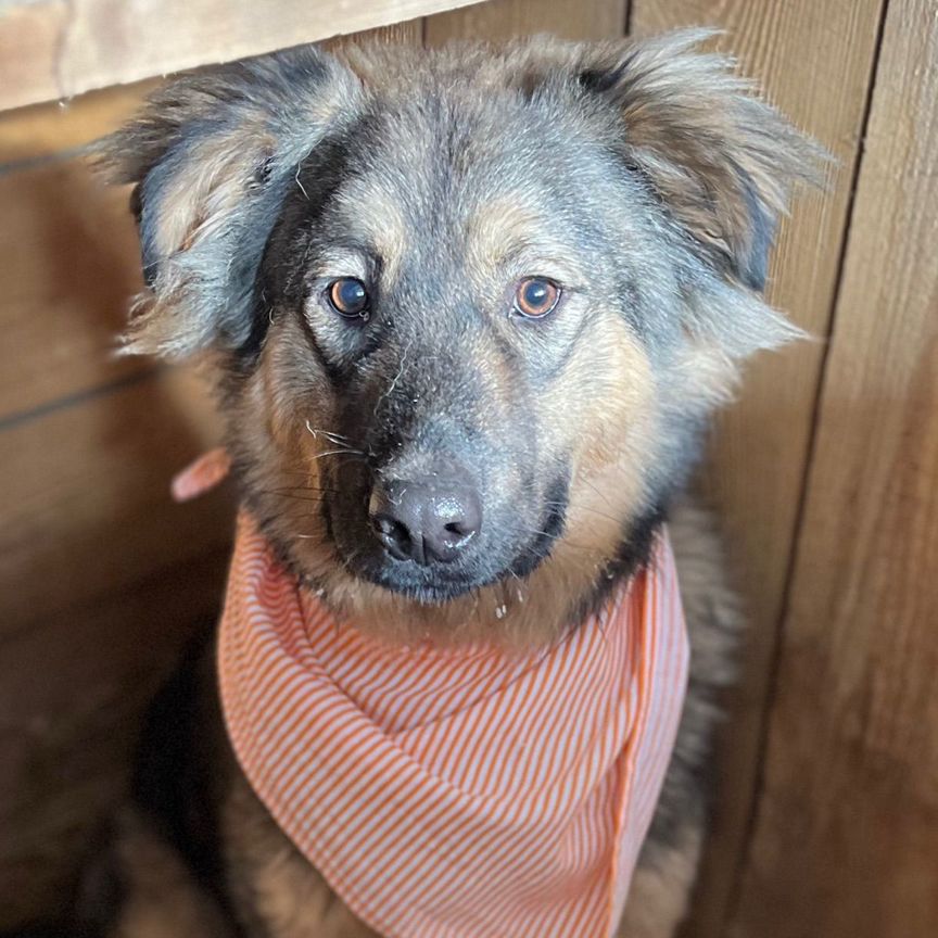 Щенок в добрые руки