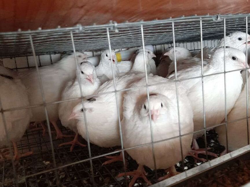 Перепелки несушки