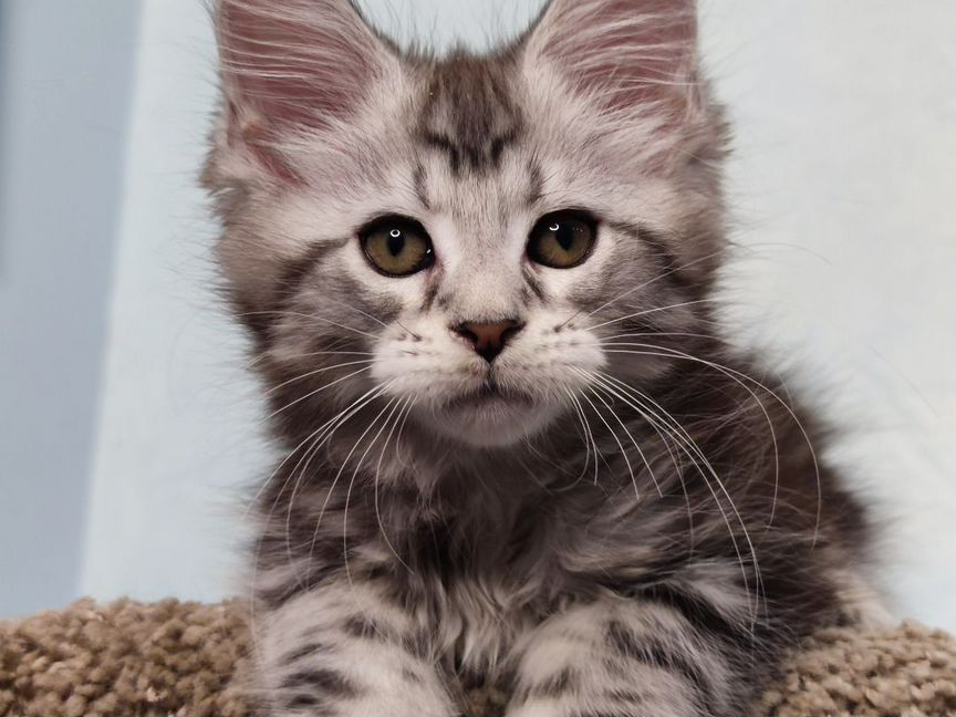 Мейн-кун полидакт котёнок девочка