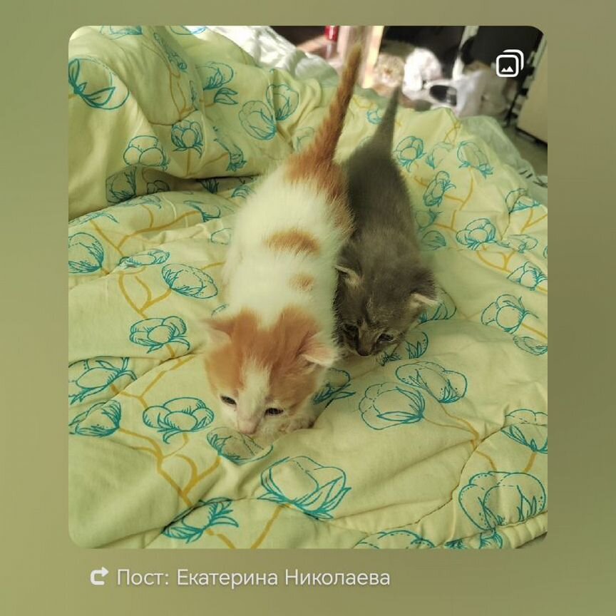 Котята в добрые руки бесплатно мальчики