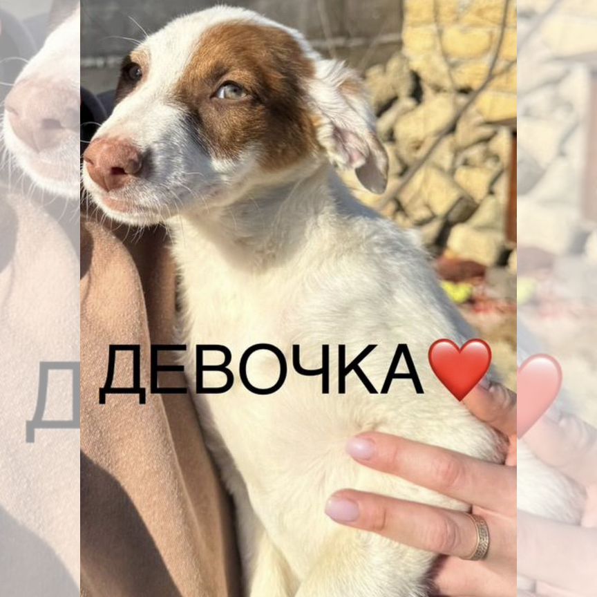 Щенок в добрые руки