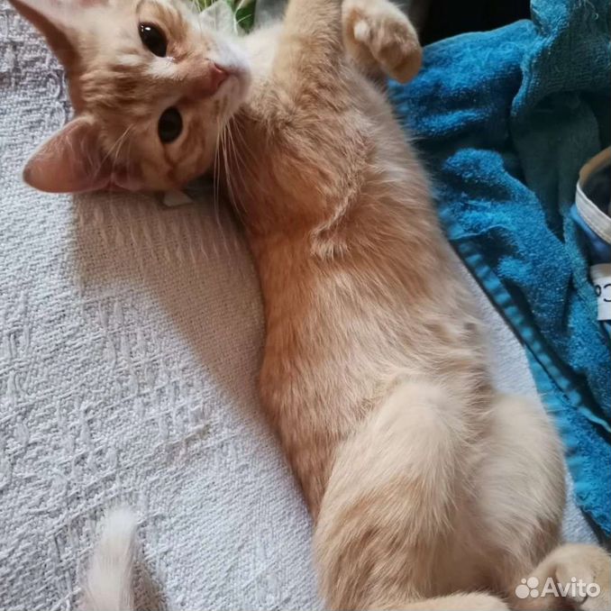 В клетке. Мальчик 3-4 мес. Ищем дом