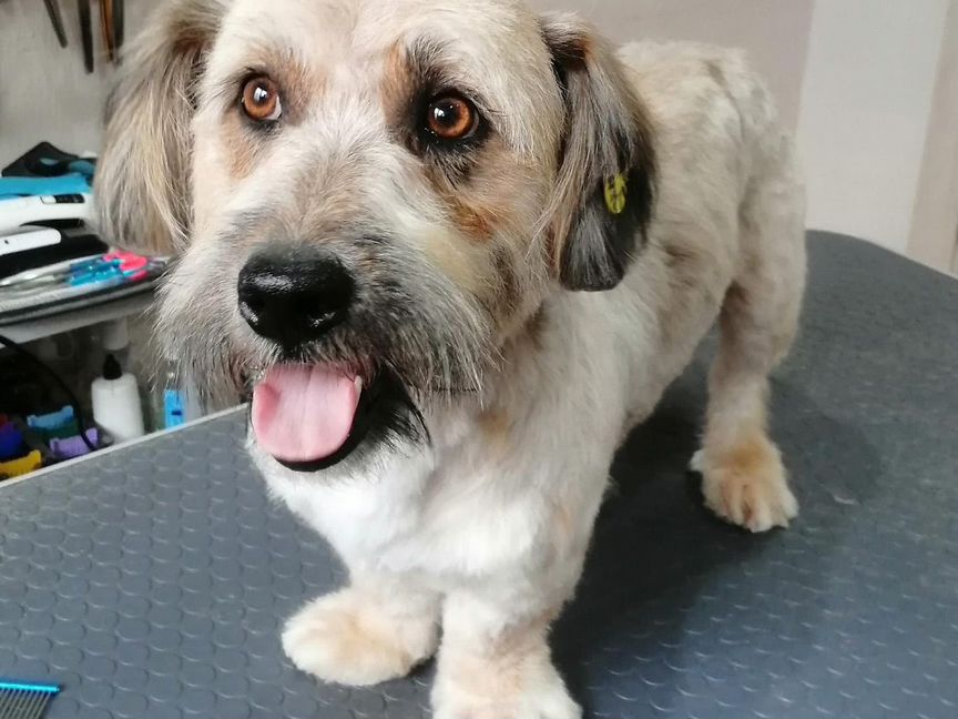 Филя ищет дом