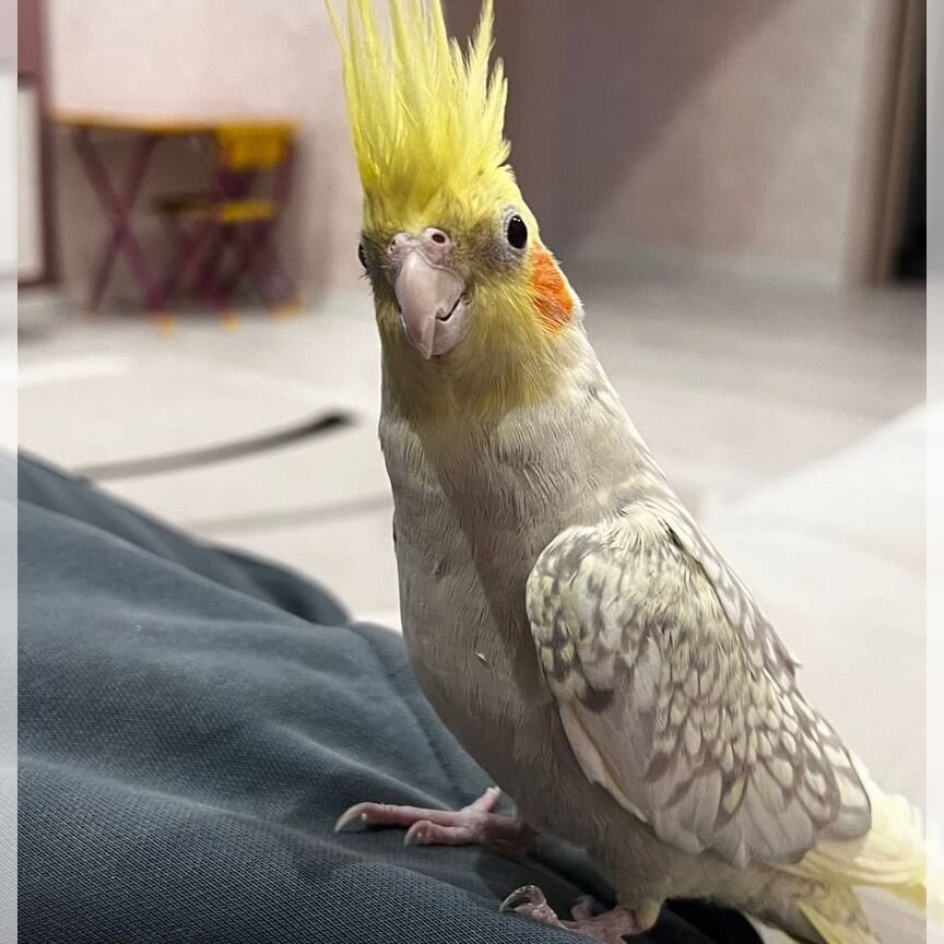 Попугай корелла с клеткой