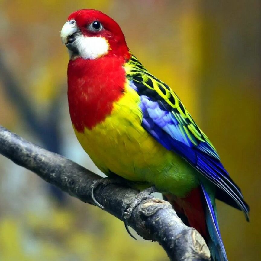 Попугай Пëстрая разелла