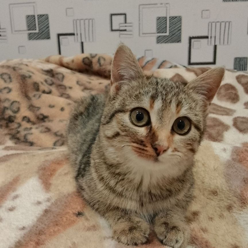 Кошечка в добрые руки