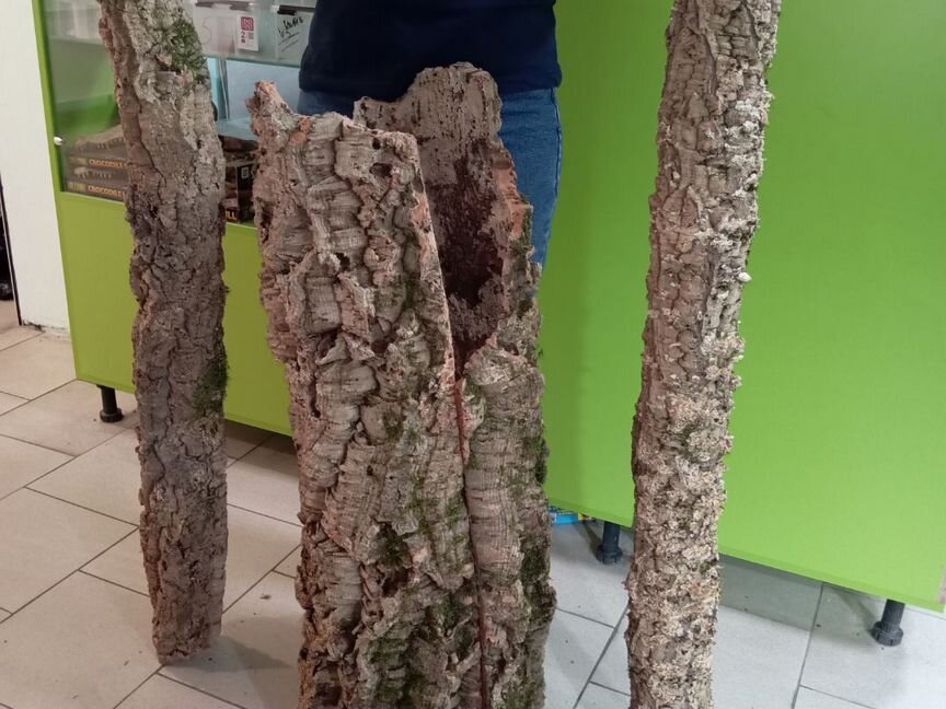 Кора пробкового дуба, коряги