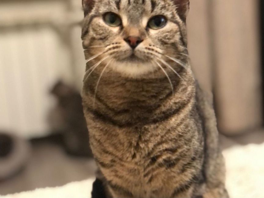 Кошечка Лариса