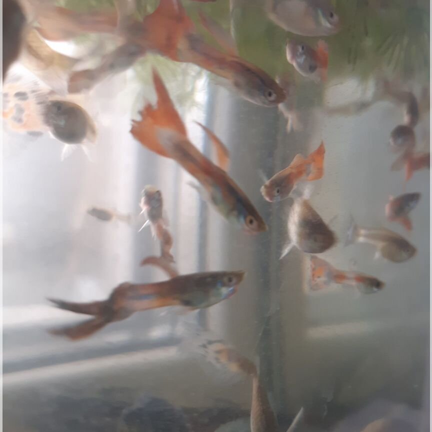 Рыбки гуппи