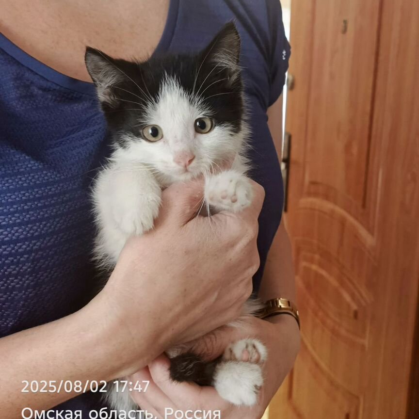 Отдаются котята