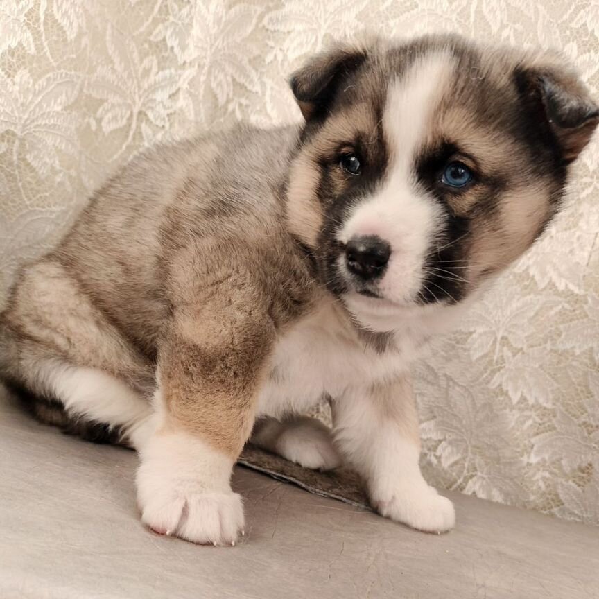 Сибирский хаски, щенок