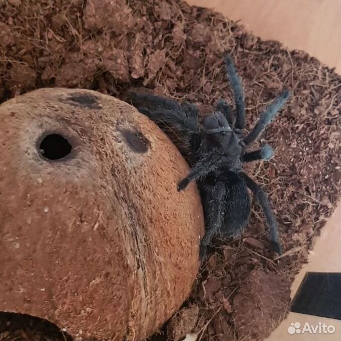 Паук птицеед Grammostola pulchra