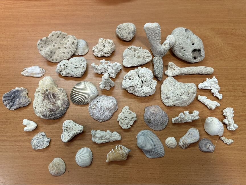 Кораллы ракушки