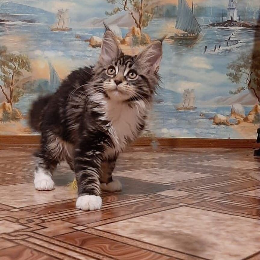 Шикарные котята Мейн-кун