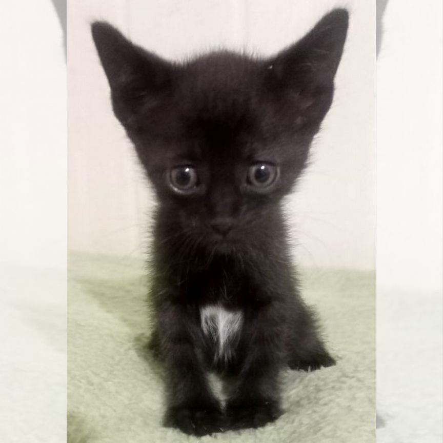 Черный котенок в добрые руки 1 мес