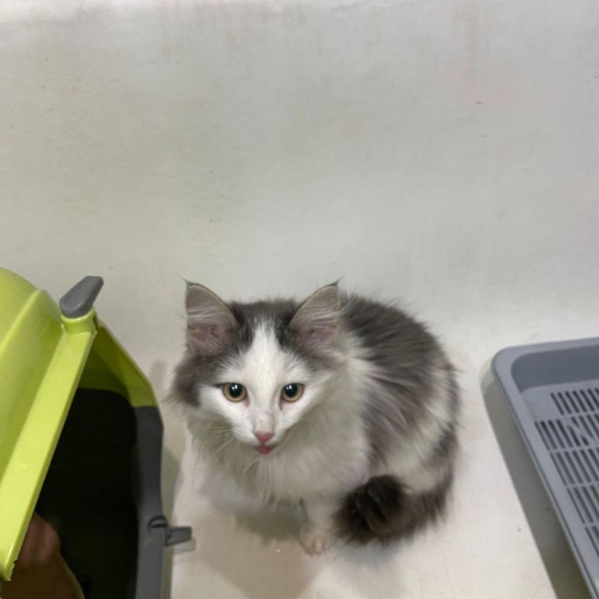 Котёнок в добрые руки