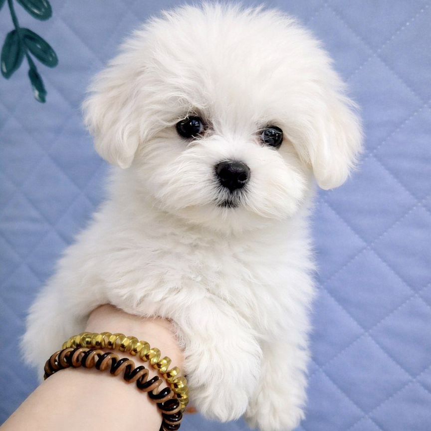 Мальтийская болонка, щенок