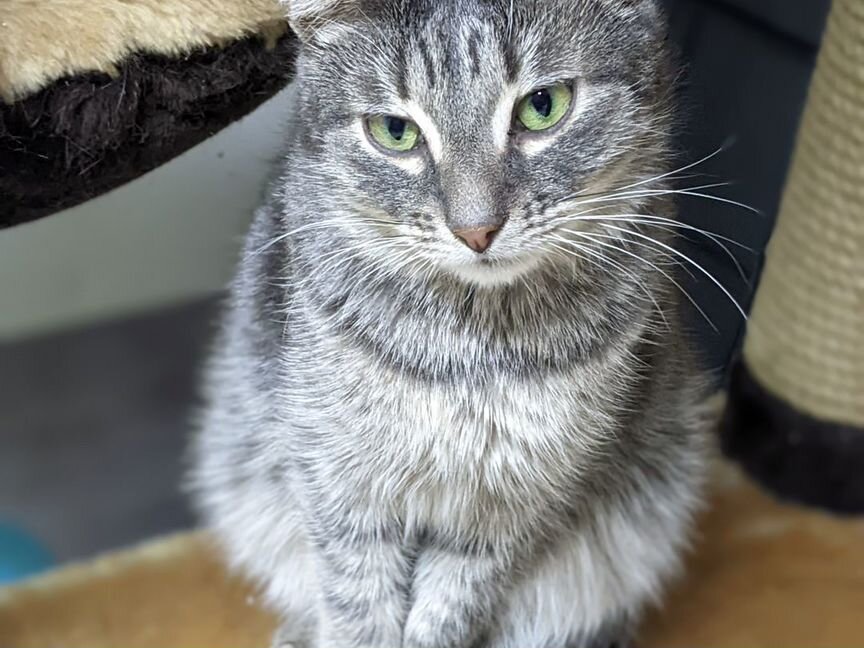 Кот ищет дом