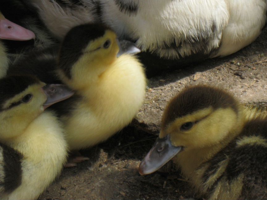 Мускусная утка(Индоутки-шипуны)