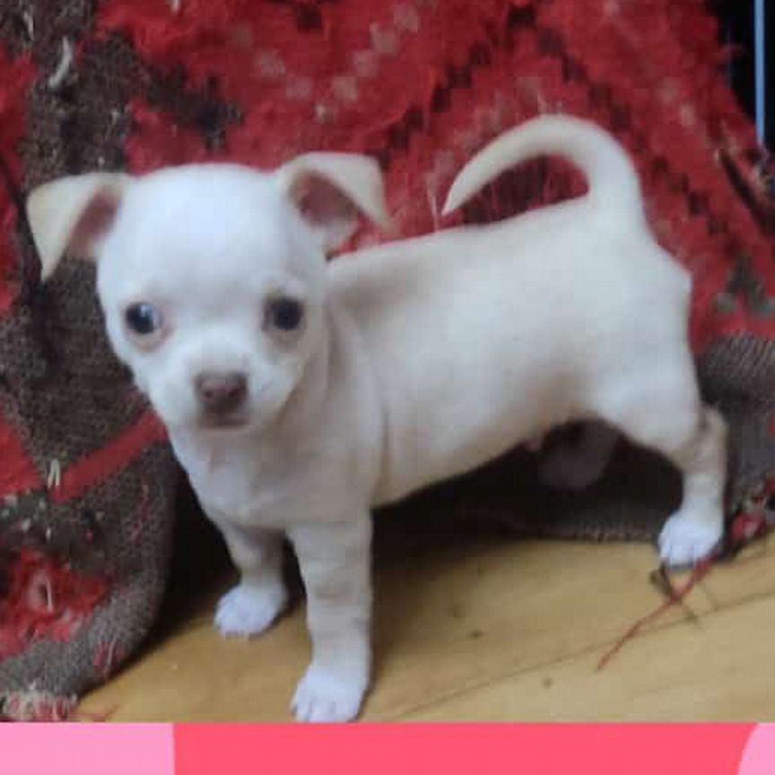 Малыш чихуахуа мальчик