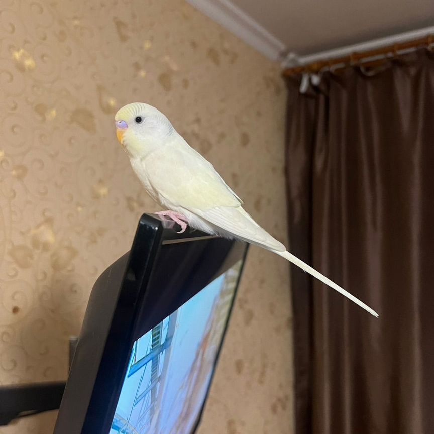 Волнистый попугай