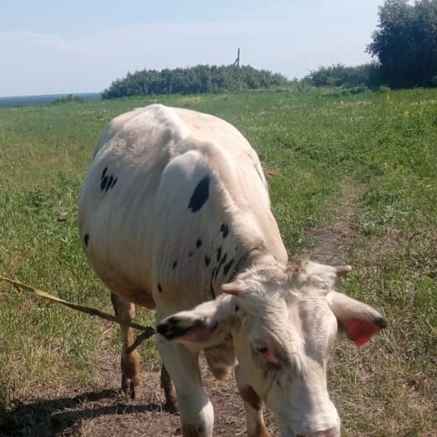Продам бычка
