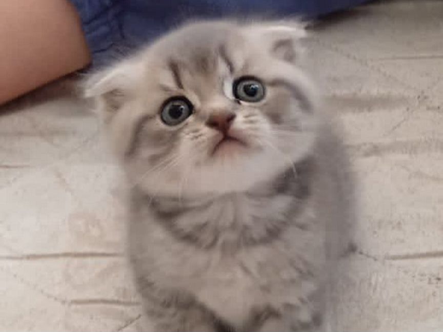 Шотландские котята