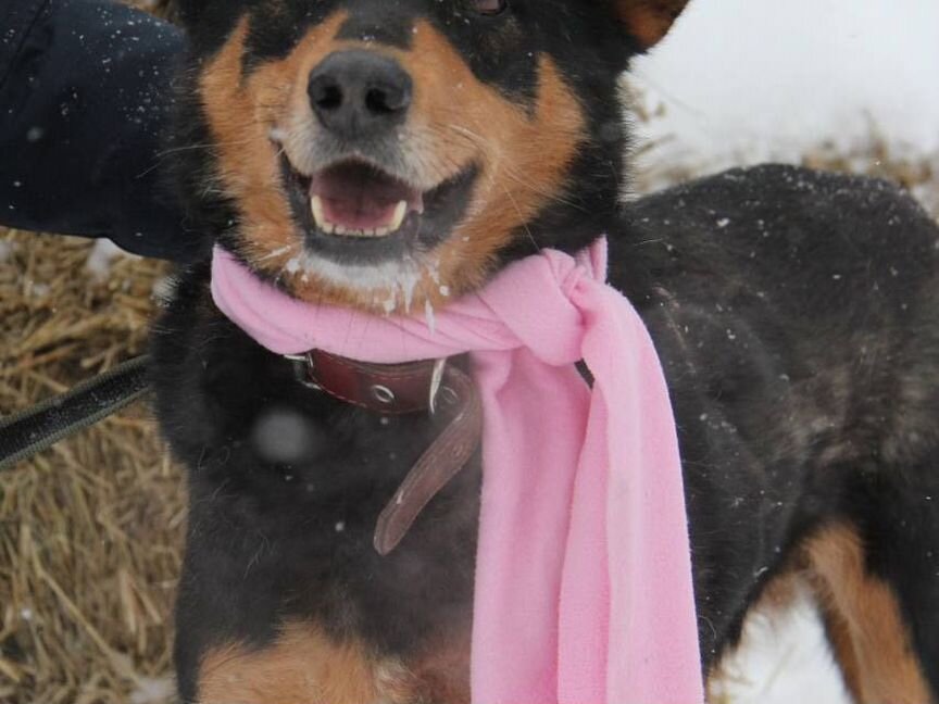 Собака в добрые руки