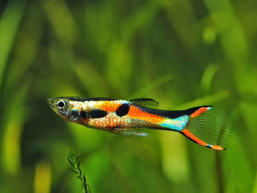 Гуппи эндлера, скалярия