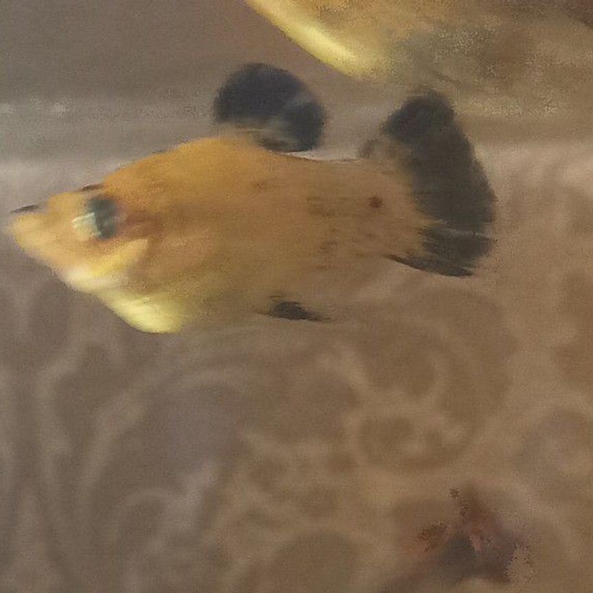 Моллинезия