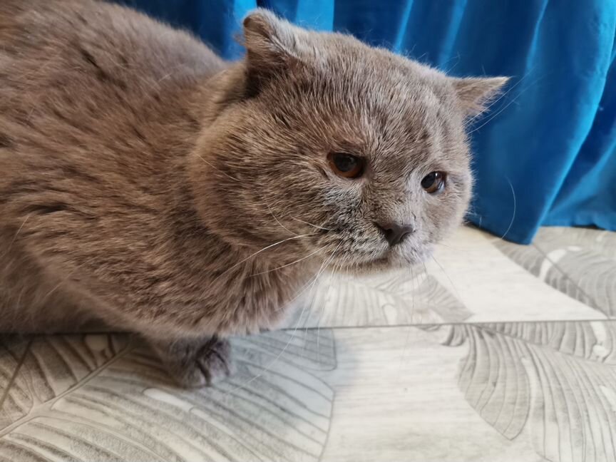 Британец надеется